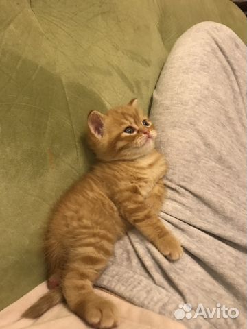Котенок Британец девочка
