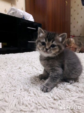 Британские котята