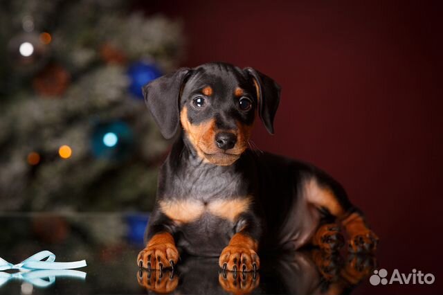 Цвергпинчеры (карликовые пинчеры)