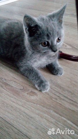 Котёнок британской вислоухой
