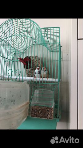 Амадин. Мальчик