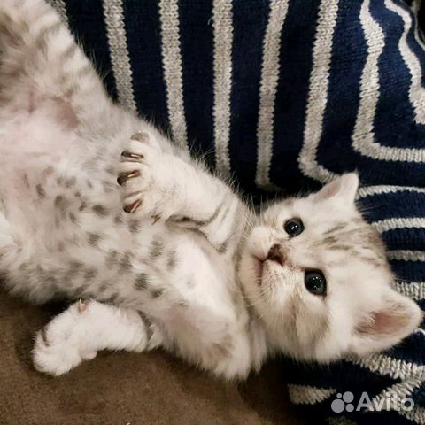 Котята