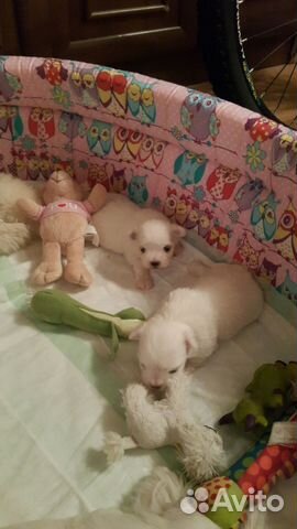 Мальчик болонки (мальтезе).Кличка Апельсин