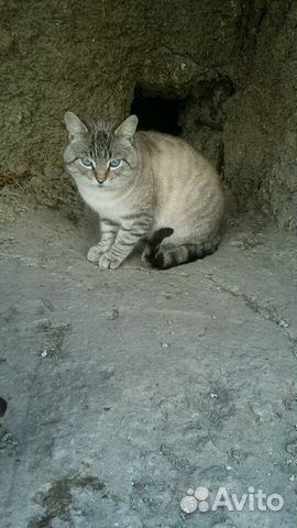 Найден котик, ищем хозяина