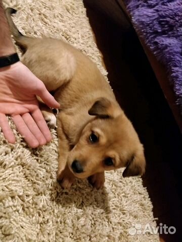 Отдам в хорошие руки