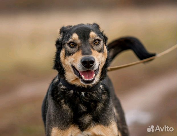 Паровозик Томас - 3 года