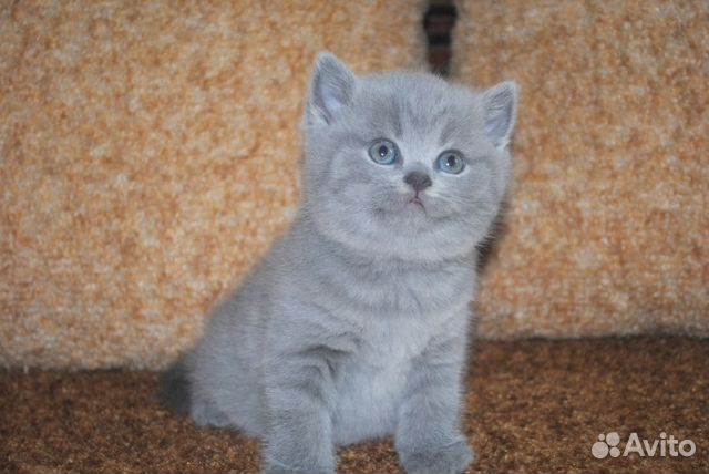 Два британских котика голубого окраса