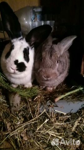 Кролики привитые