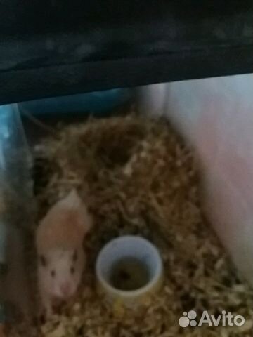 Отдам хомичка мальчика в добрые руки
