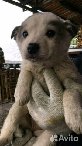 Щенок
