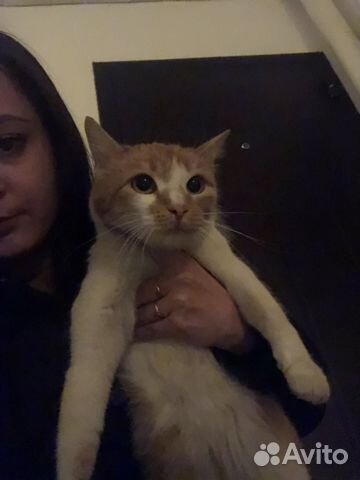 Отдам молоденькую кошечку