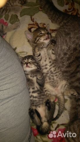 Отдам кисок) Котята 1.5 мес