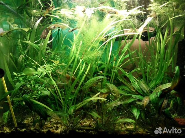 Живучие растения в аквариум, улитки (обмен)