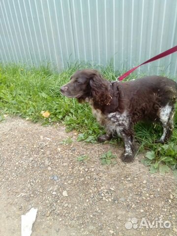 Чистокровную спаниельку в дар