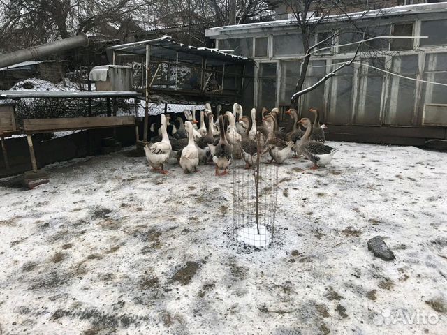 Гуси холмогоры