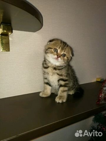 Шотландские котята