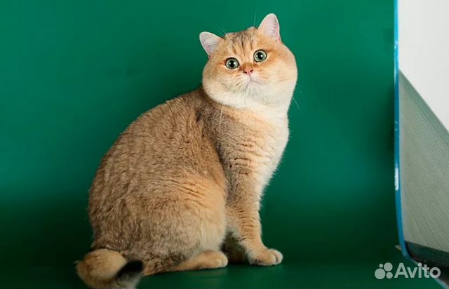 Продолжение рода/Котята