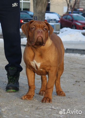 Девочка бордоского дога