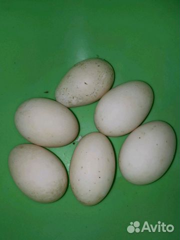 Утиные яйца на инкубацию