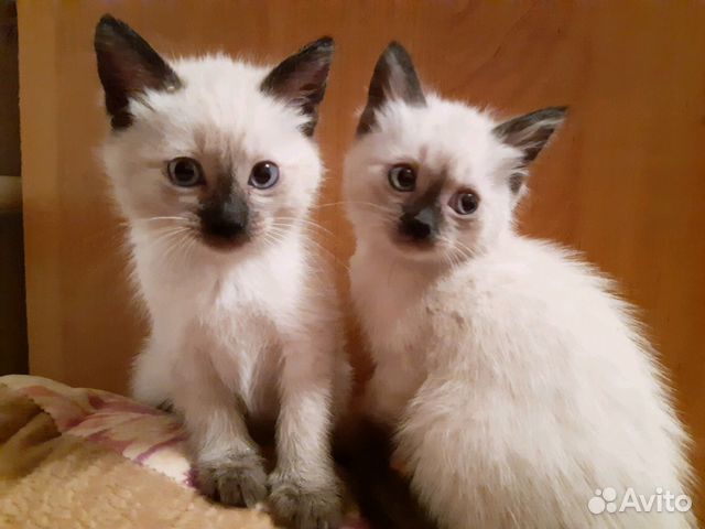 Тайские котята