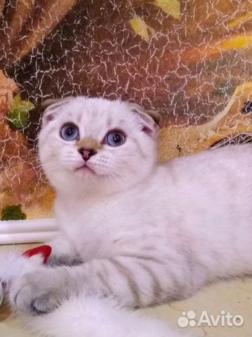 Маленький шалун, шоколадный Колор-поинт, золото