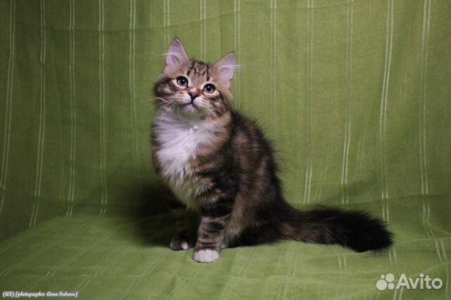 Сибирские котята