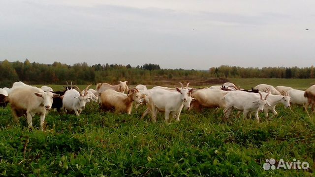 Породам коз