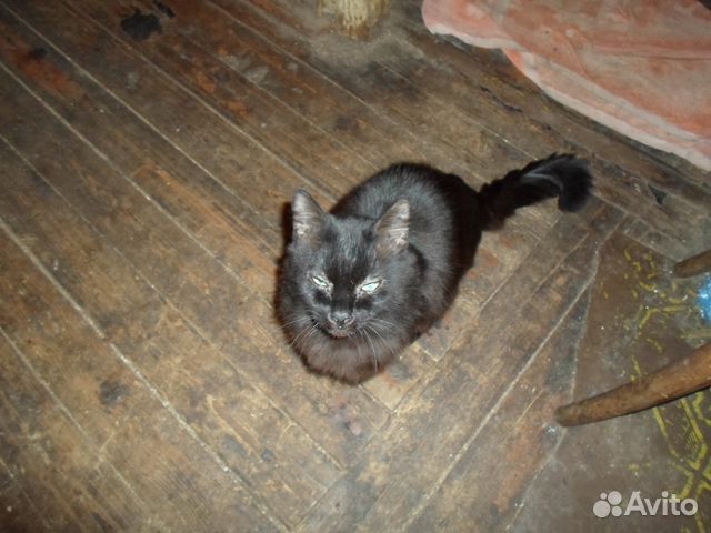 Симпатяга котик ищет новую семью