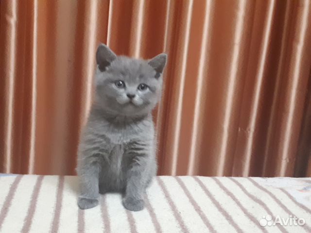 Британские плюшевые медвежата