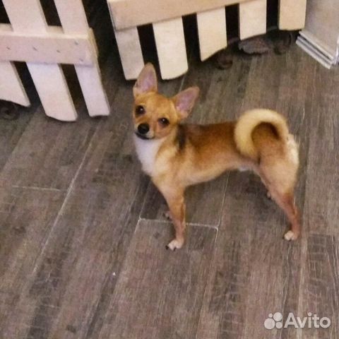 В добрые руки