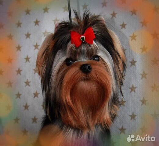 Красивый подрощенный мальчик - йорк