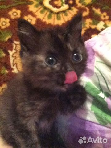 Котёнок