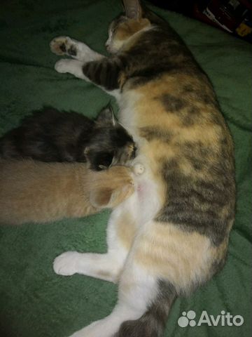 Котята 1,5мес мальчик и девочка домашние