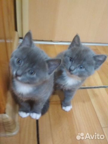 Котята курильского бобтейла