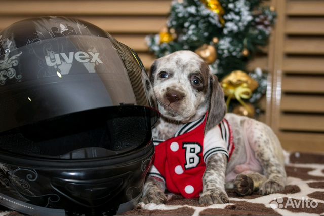 Щенки Бурбона