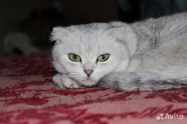 Шотландская