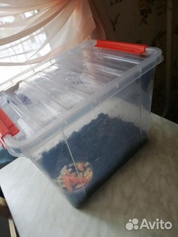 Улитки с контейнером