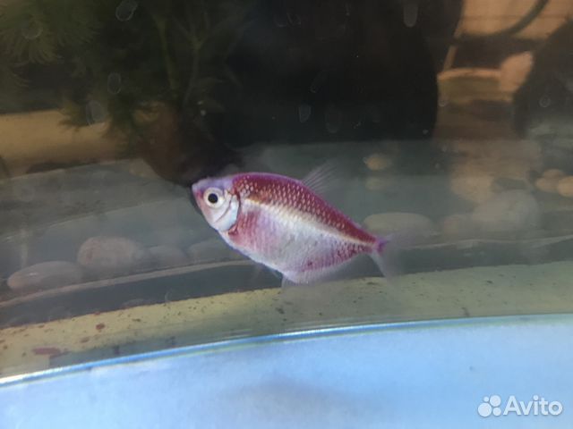 Рыбки Теренция и сомик