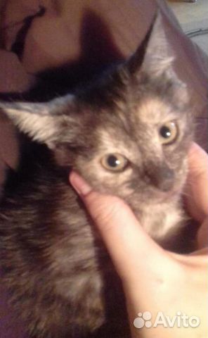 Плюшевая Пеструша-очень красивый и добрый котенок