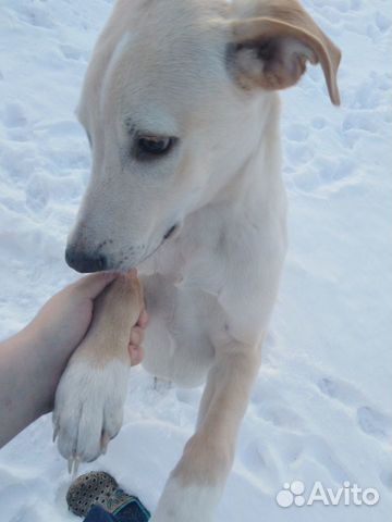 Отдам добродушного питбуля бесплатно в добрые руки
