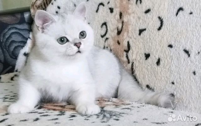 Шикарный Котик - Серебристая Шиншилла