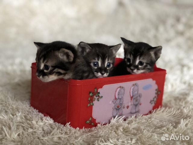Котята