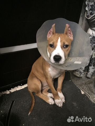 Отдаём в хорошие руки щенка стаффорда