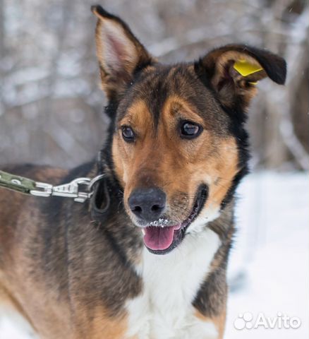 Собака в добрые руки