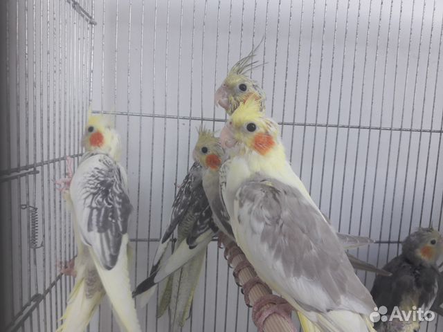 Корелла птенцы