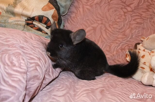 Шиншилла Черный бархатный эбони мальчик