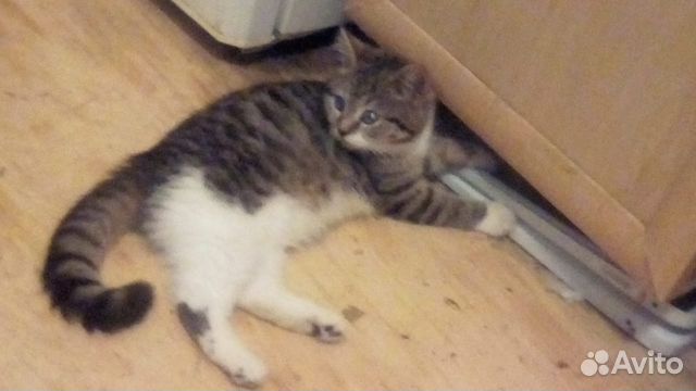 Котята шотладской кошки