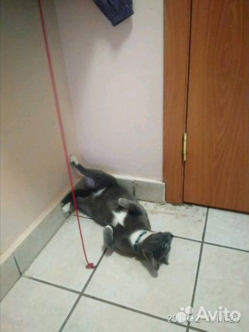 Коты конюшенные бесплатно