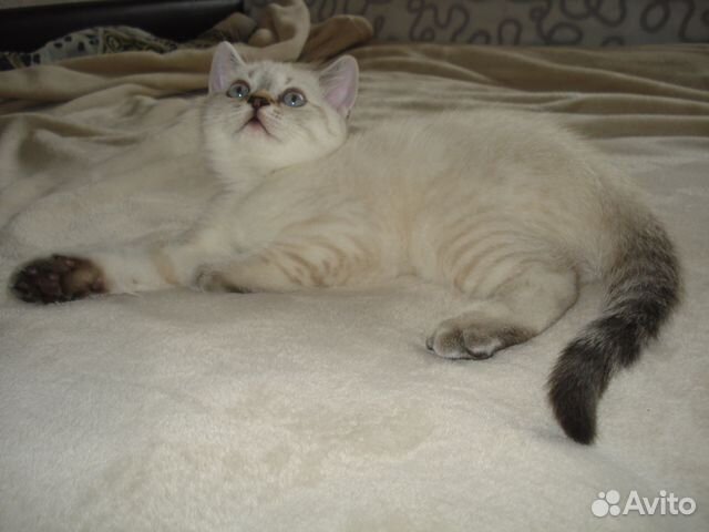 Шотландский котик