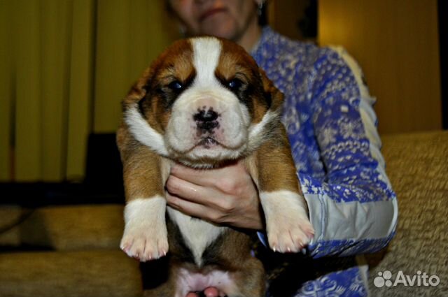 Высокопородные щенки сао